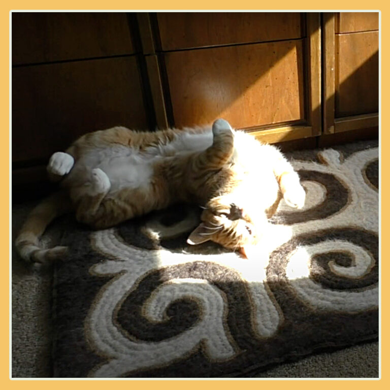 Kittens and Cats Chasing a Sunbeam Full of Innocent Wonder