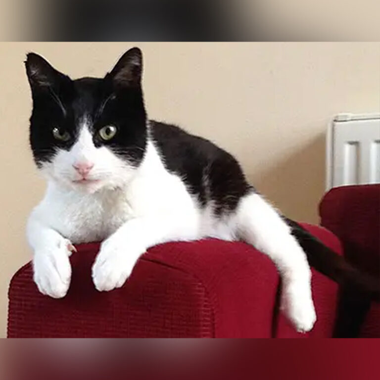 These Senior Cats from the UK are Record-Breaking Purr Monsters