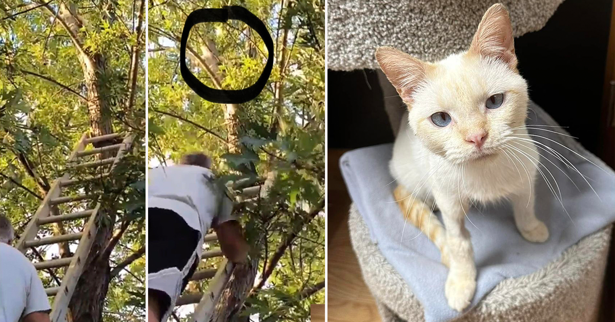 Everyone Falls for Lovable 'Monkey' Saved After 5 Days in a Tree