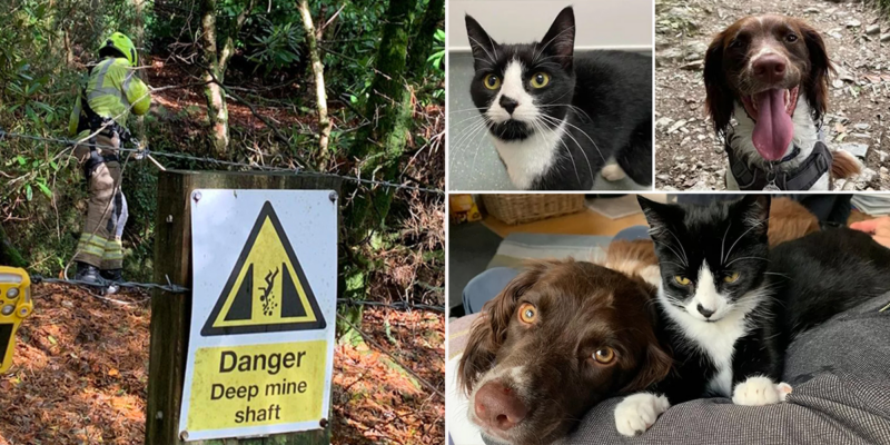 Cat Survives Fall Down Mineshaft Thanks to Protective Family Dog