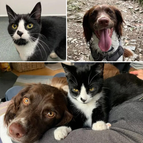 Cat Survives Fall Down Mineshaft Thanks to Protective Family Dog