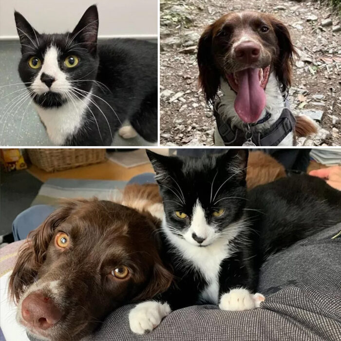 Cat Survives Fall Down Mineshaft Thanks to Protective Family Dog