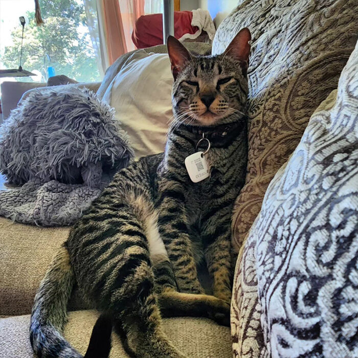 Thrillseeking Adventure Cat in Milwaukee Lives by His Own Rules