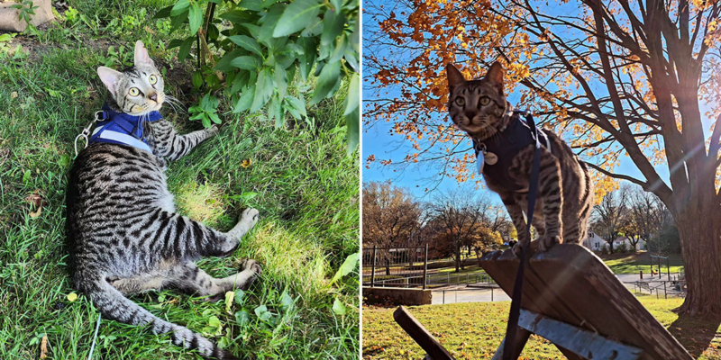 Thrillseeking Adventure Cat in Milwaukee Lives by His Own Rules