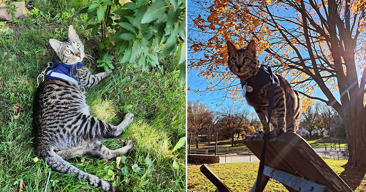 Thrillseeking Adventure Cat in Milwaukee Lives by His Own Rules