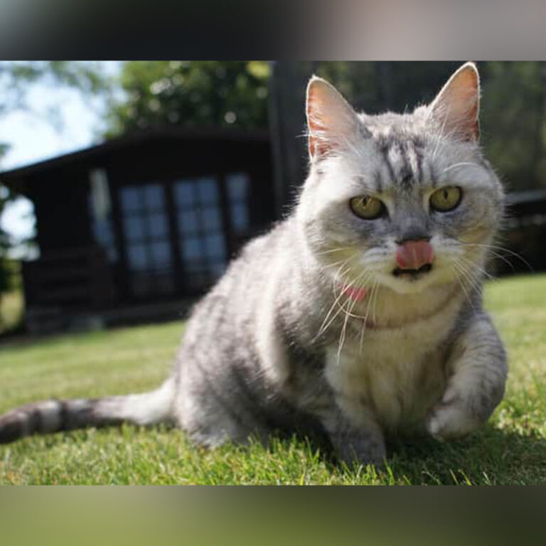 These Senior Cats from the UK are Record-Breaking Purr Monsters