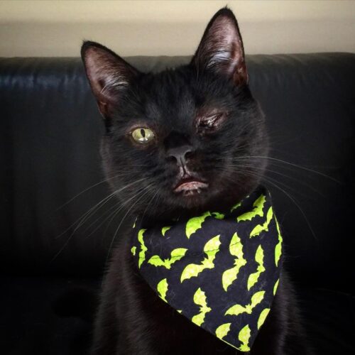 Batgirl, the One-Eyed House Panther, Makes Each Day Great