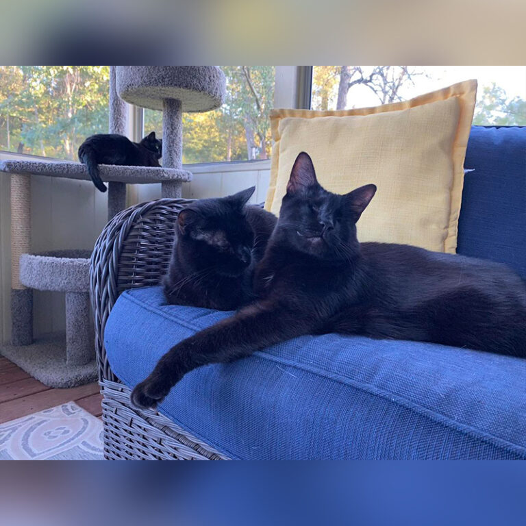 Batgirl, the One-Eyed House Panther, Makes Each Day Great