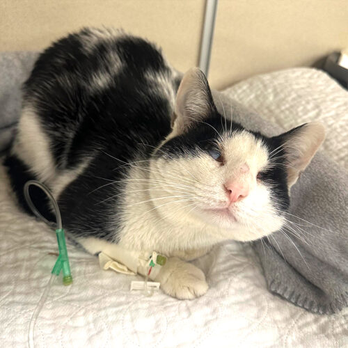 One Family's Heroic Act to Save What Mattered Most, a Blind Cat