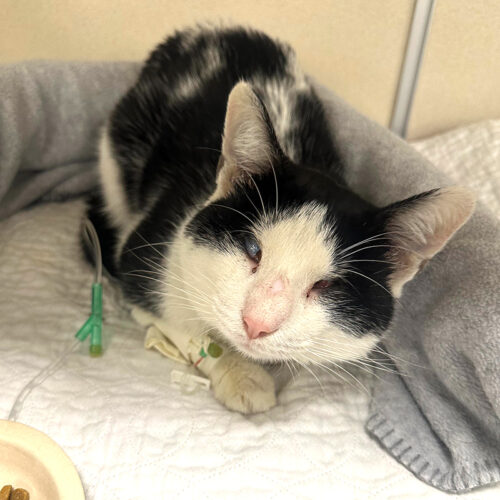 One Family's Heroic Act to Save What Mattered Most, a Blind Cat