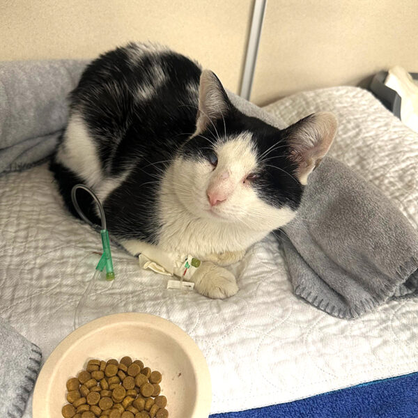 One Family's Heroic Act to Save What Mattered Most, a Blind Cat