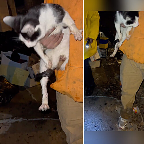 One Family's Heroic Act to Save What Mattered Most, a Blind Cat