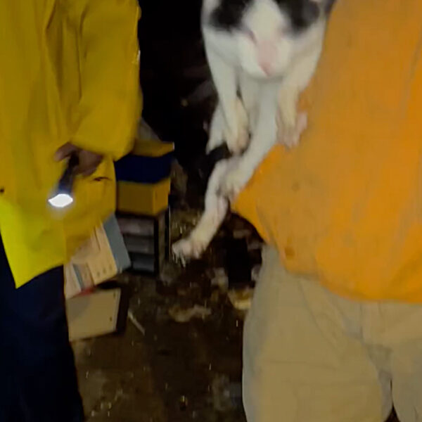 One Family's Heroic Act to Save What Mattered Most, a Blind Cat