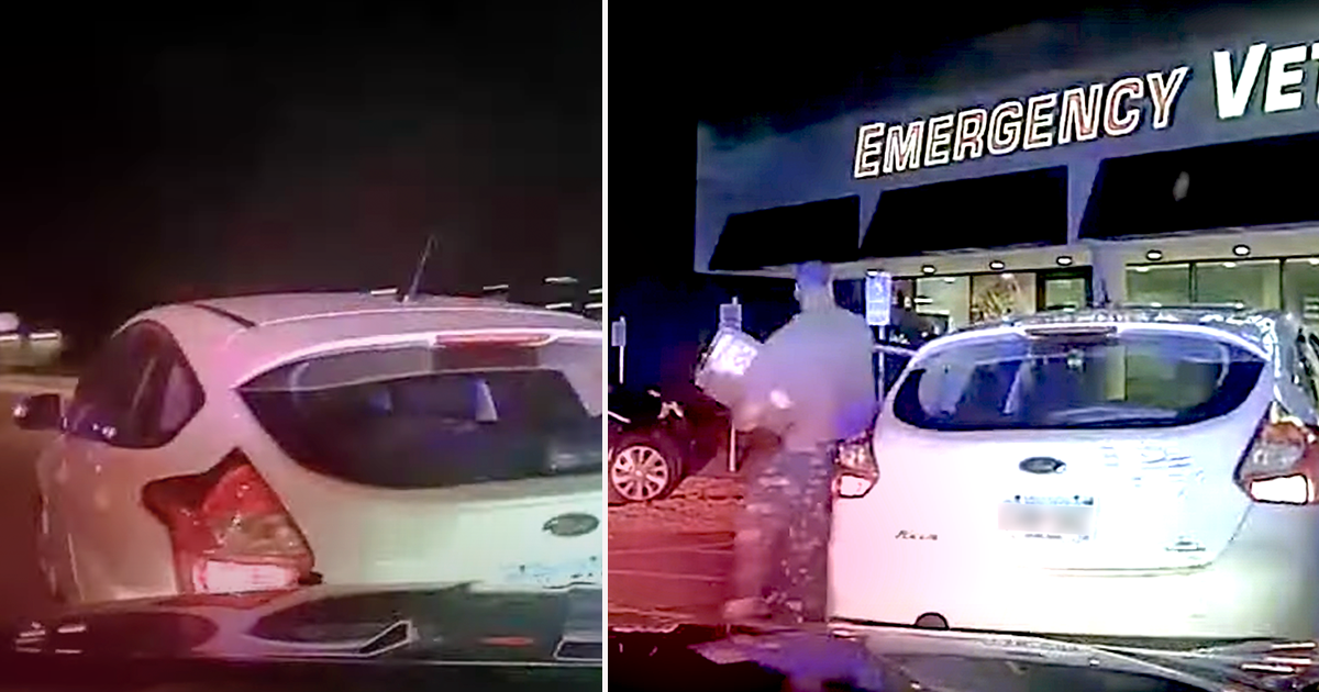 Cat Emergency! Police Chase Ends When Driver Reaches Vet