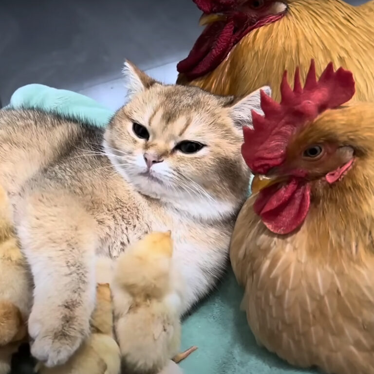 Why are Videos of Cats with Chicks Hatching All Over the Internet?