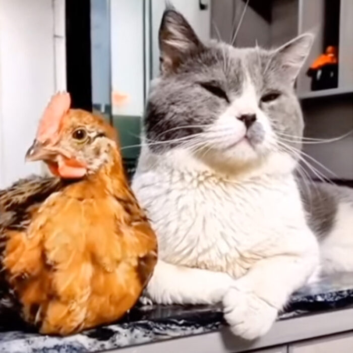 Why are Videos of Cats with Chicks Hatching All Over the Internet?