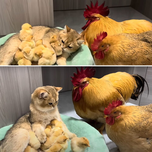 Why are Videos of Cats with Chicks Hatching All Over the Internet?