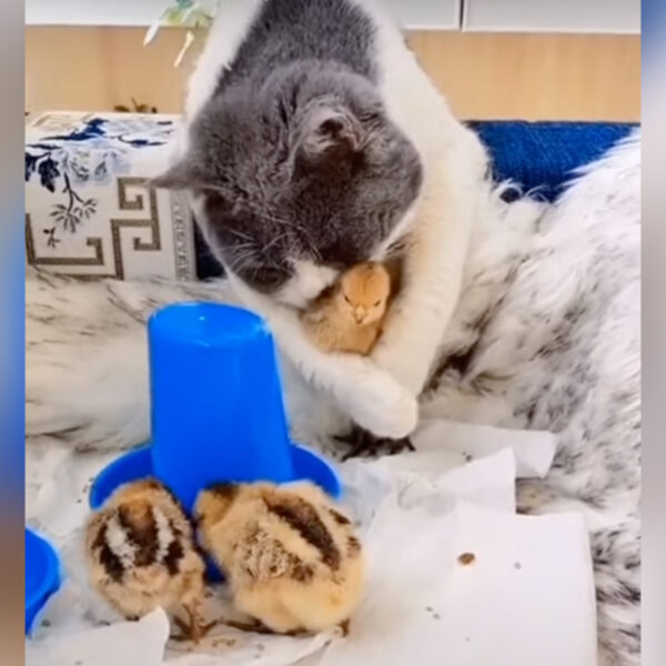 Why are Videos of Cats with Chicks Hatching All Over the Internet?