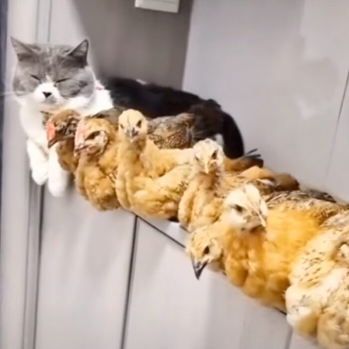 Why are Videos of Cats with Chicks Hatching All Over the Internet?