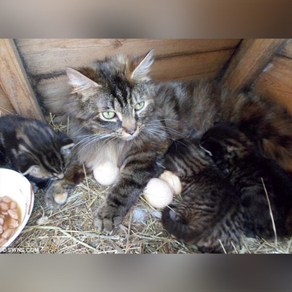Why are Videos of Cats with Chicks Hatching All Over the Internet?