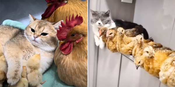 Why are Videos of Cats with Chicks Hatching All Over the Internet?