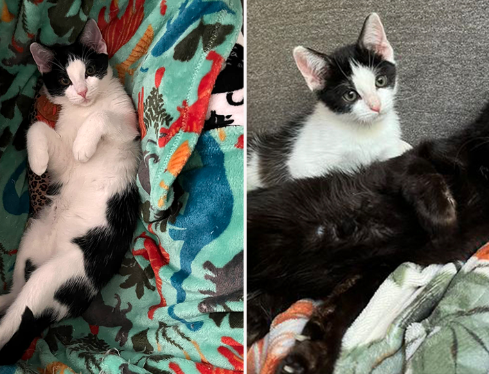 Study Shows Black And White Cats Most Likely To Have Cattitude - Cole ...