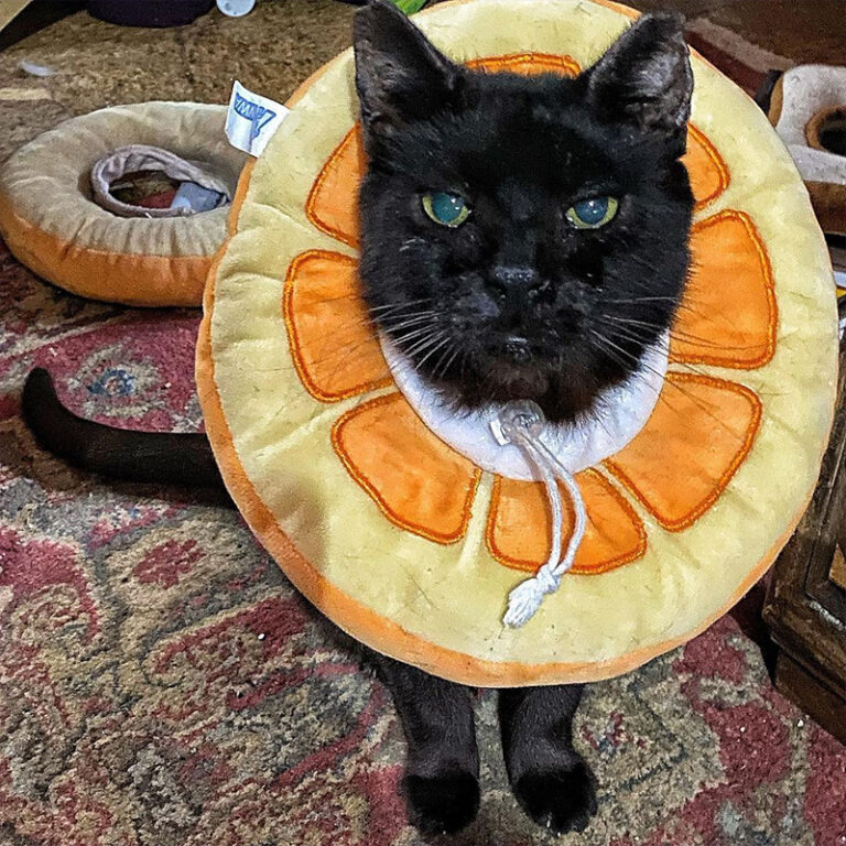 Fire Cat Survivor Still Bravely Facing Challenges 5 Years Later