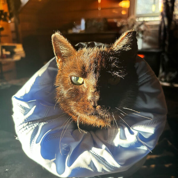 Fire Cat Survivor Still Bravely Facing Challenges 5 Years Later