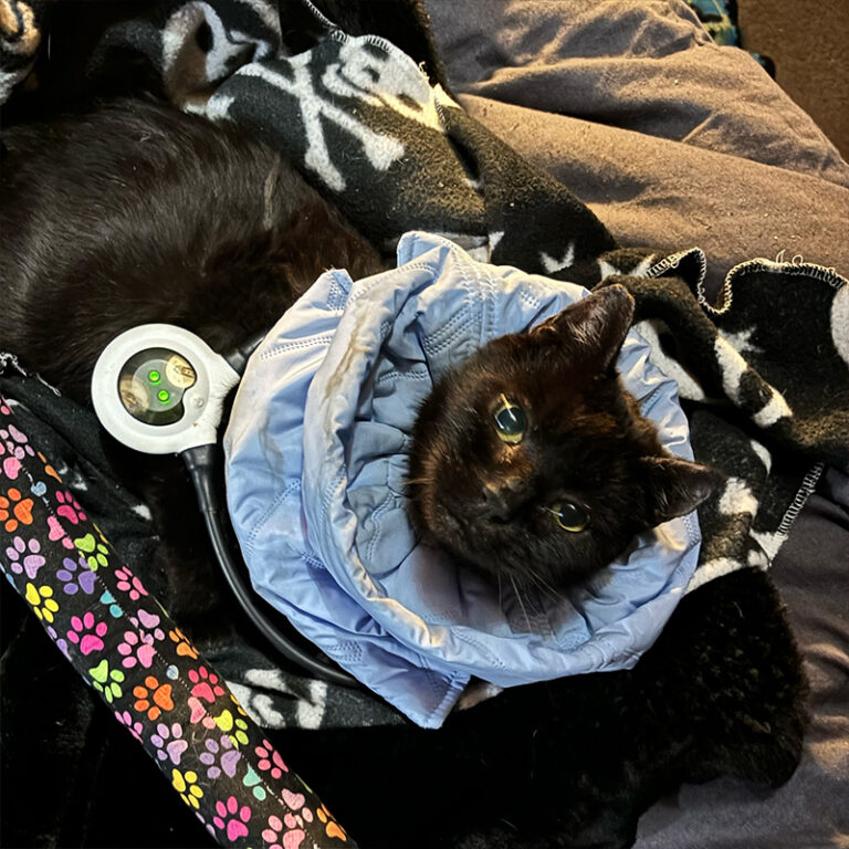 Fire Cat Survivor Still Bravely Facing Challenges 5 Years Later