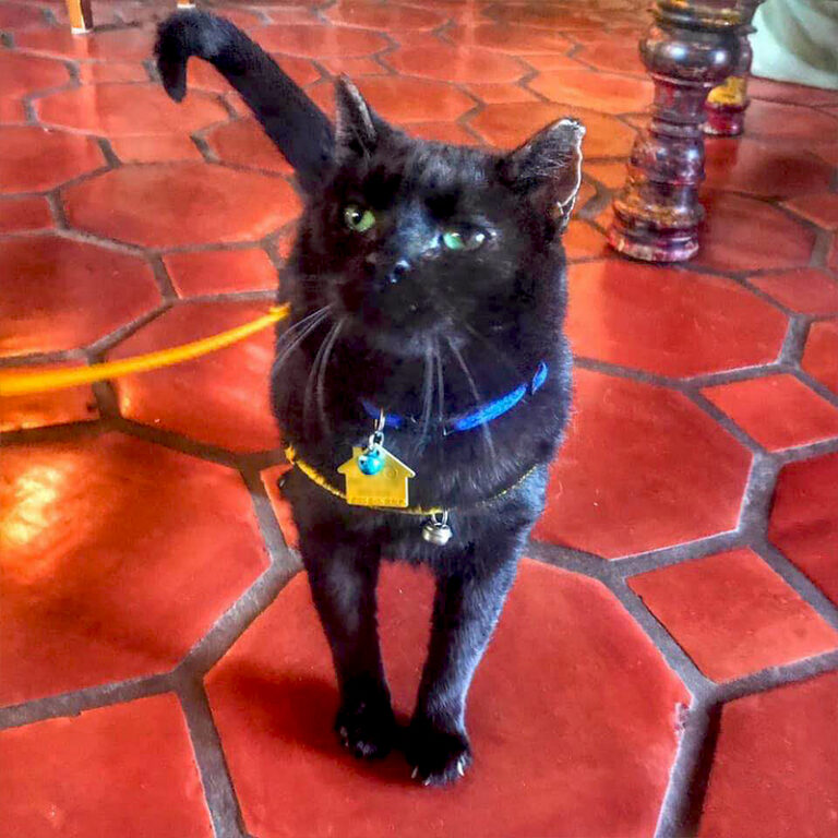 Fire Cat Survivor Still Bravely Facing Challenges 5 Years Later