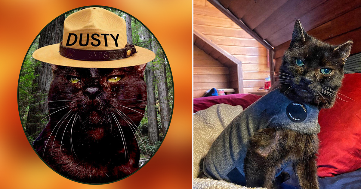 Fire Cat Survivor Still Bravely Facing Challenges 5 Years Later