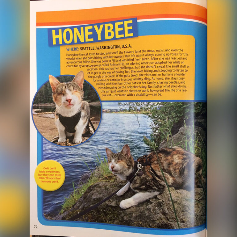 Love is Blind for Two Rescued Cats Who Traveled the World