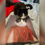 Shelter Kitten Who Walks on Hind Legs Stays By Grammy's Side