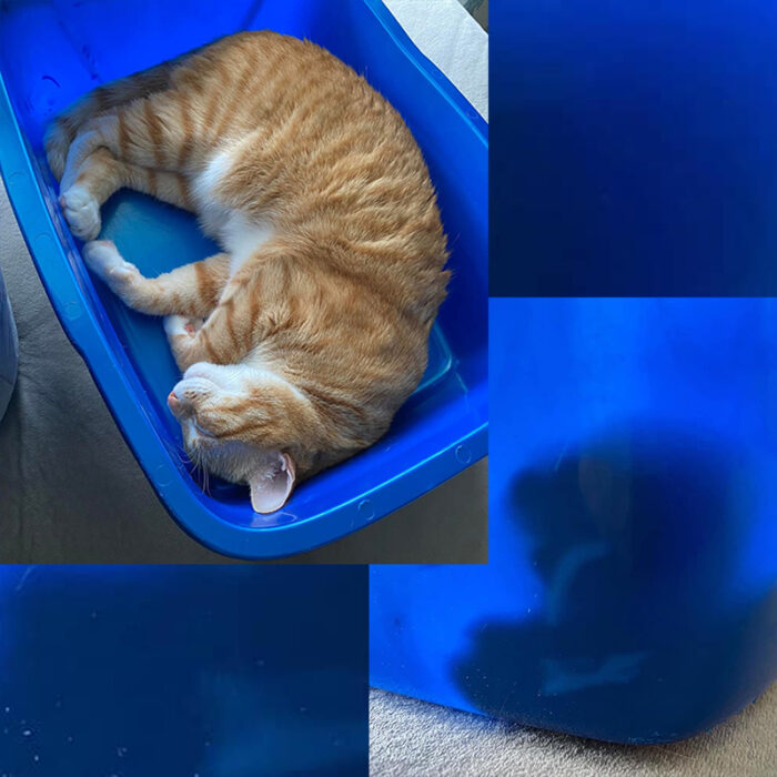 The Unexpected Invention and Hisstory of Kitty Litter