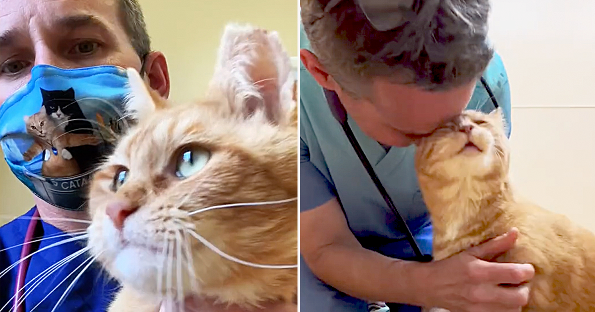 Only One Thing Would Save an Injured Tabby's Life, and It Worked!