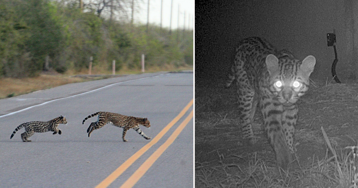 Ocelots Receive New Wildlife Underpasses In Texas Refuge