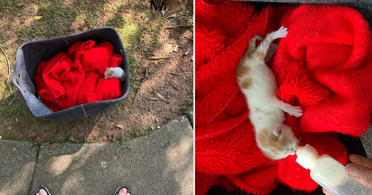 Tiny Kitten Abandoned in Park Welcomed by a Peanuts Gang