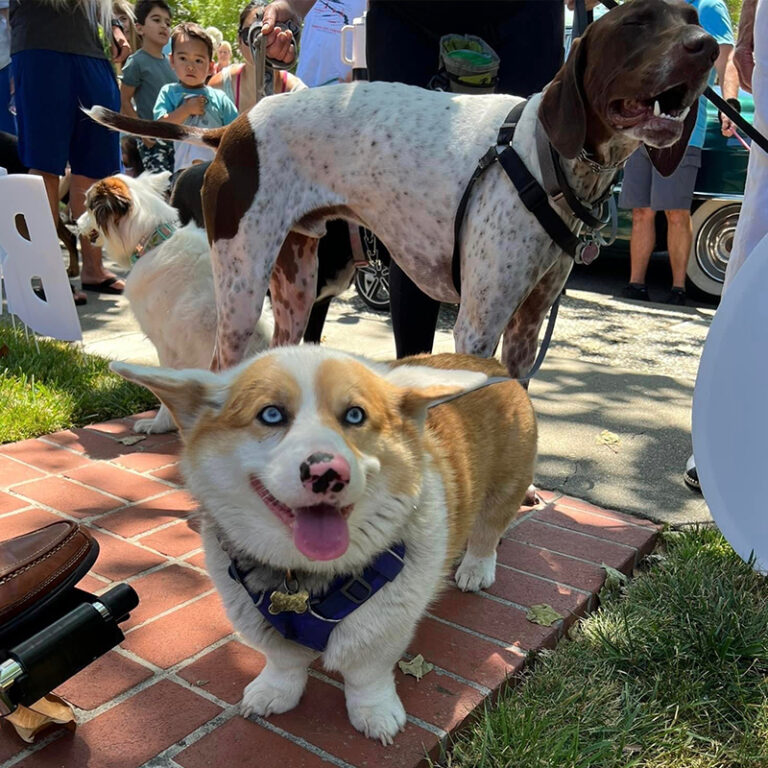 Dog Parade Joined by Strangers Brings Smiles at 100th Birthday