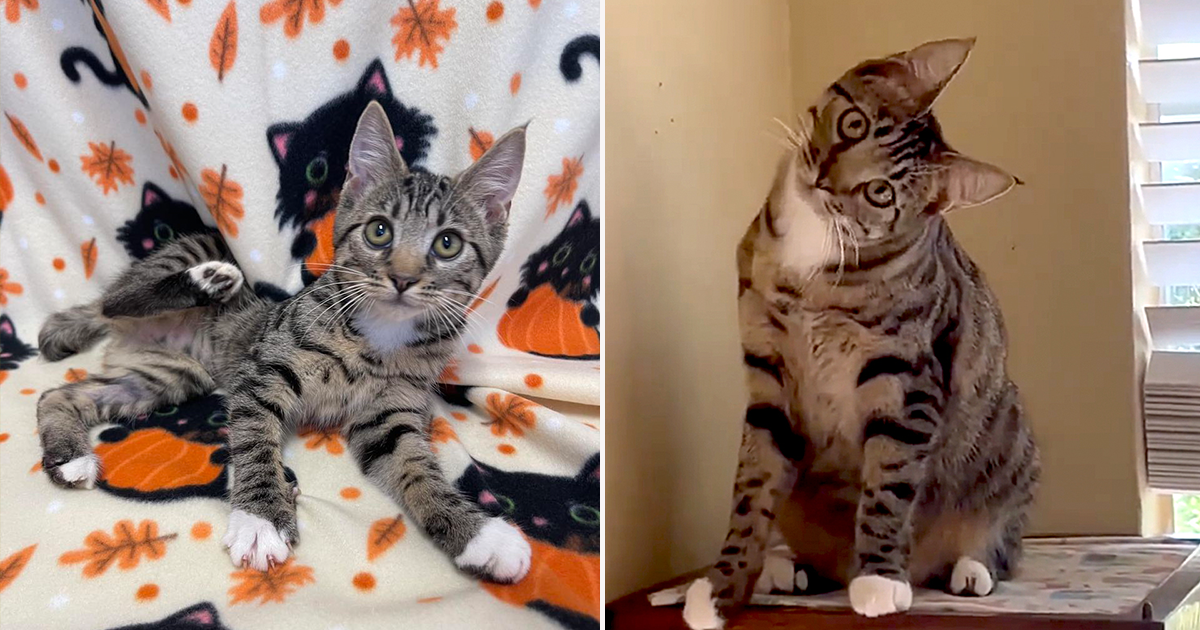 Kitten is Always Weeble Wobbling in the Middle of the Action