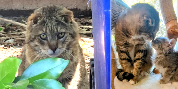 Feral Tom-Tom Learns About Love After Life of Struggles