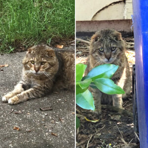 Feral Tom-Tom Learns About Love After Life of Struggles