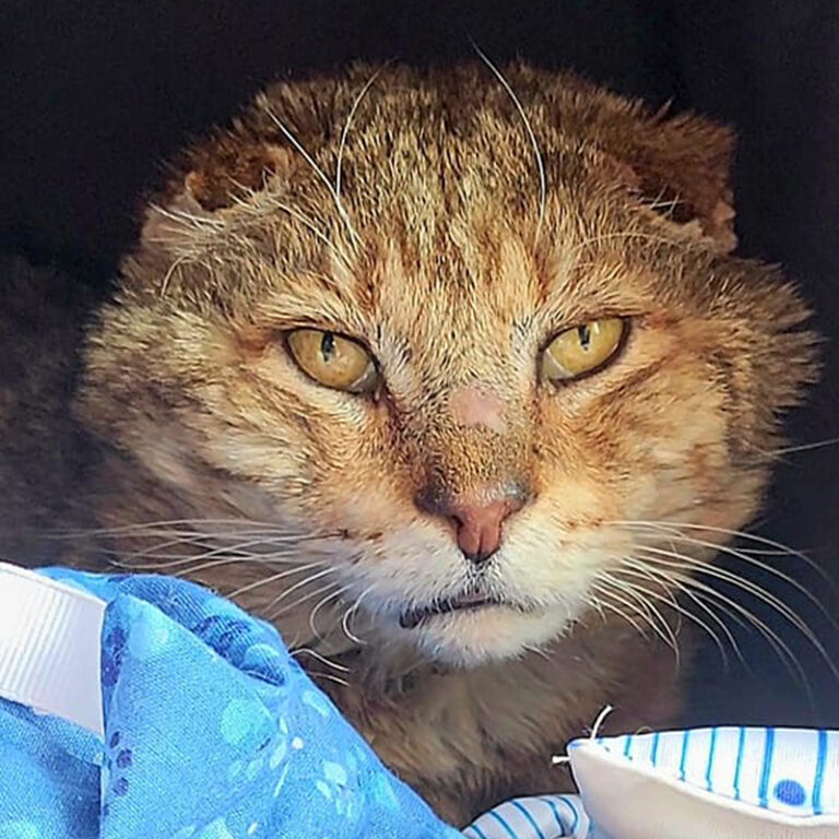 Feral Tom-Tom Learns About Love After Life of Struggles