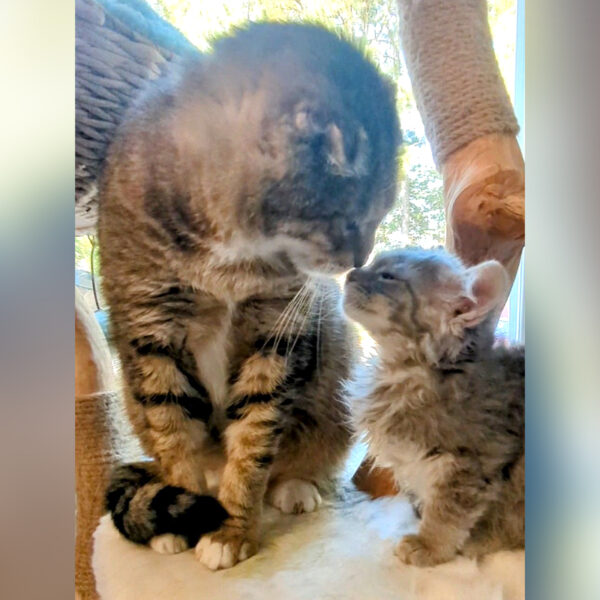 Feral 'Tom-Tom' Learns About Love After Life of Struggles