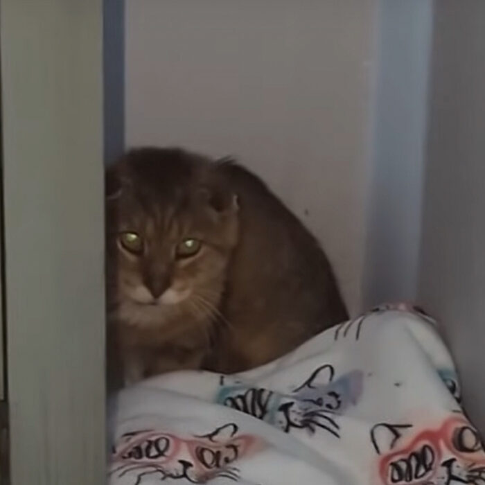 Feral Tom-Tom Learns About Love After Life of Struggles