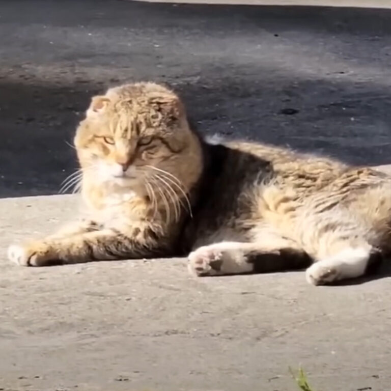 Feral Tom-Tom Learns About Love After Life of Struggles