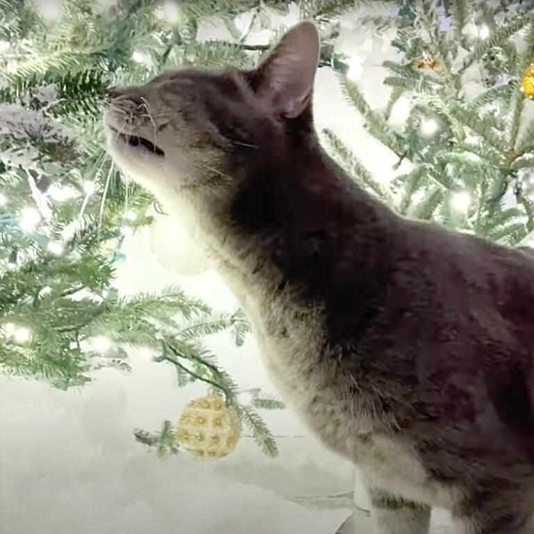 Willow, the First Cat, Having the Best Time in a Winter Wonderland