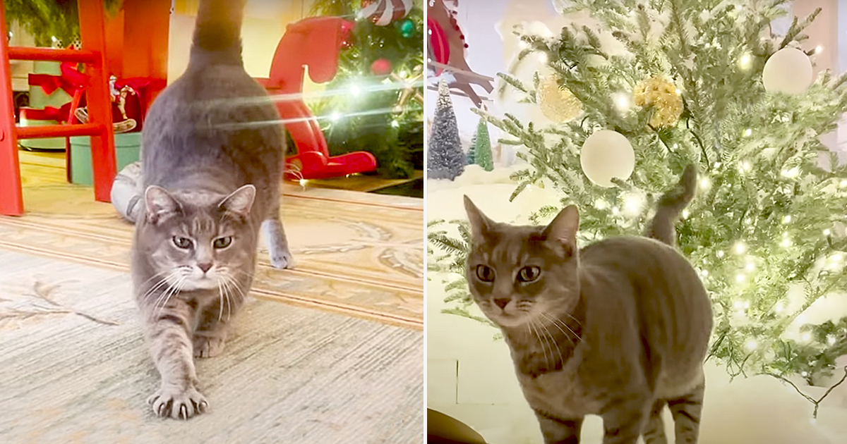 Willow, the First Cat, Having the Best Time in a Winter Wonderland