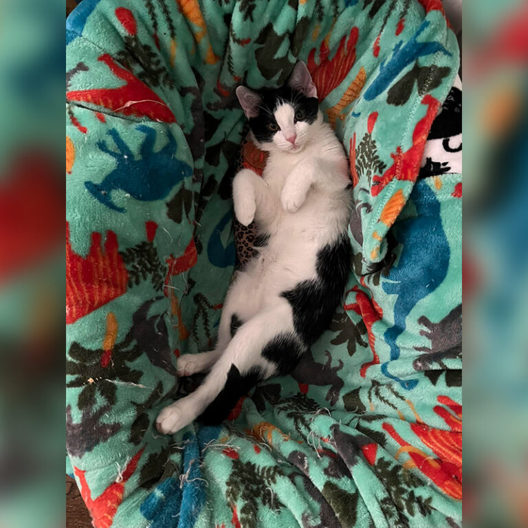 Charlie the Kitten Wins the Golden Ticket to Live with Willy Wonky