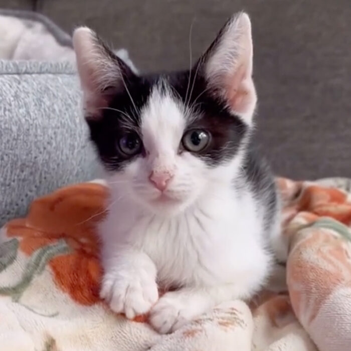 Charlie the Kitten Wins the Golden Ticket to Live with Willy Wonky