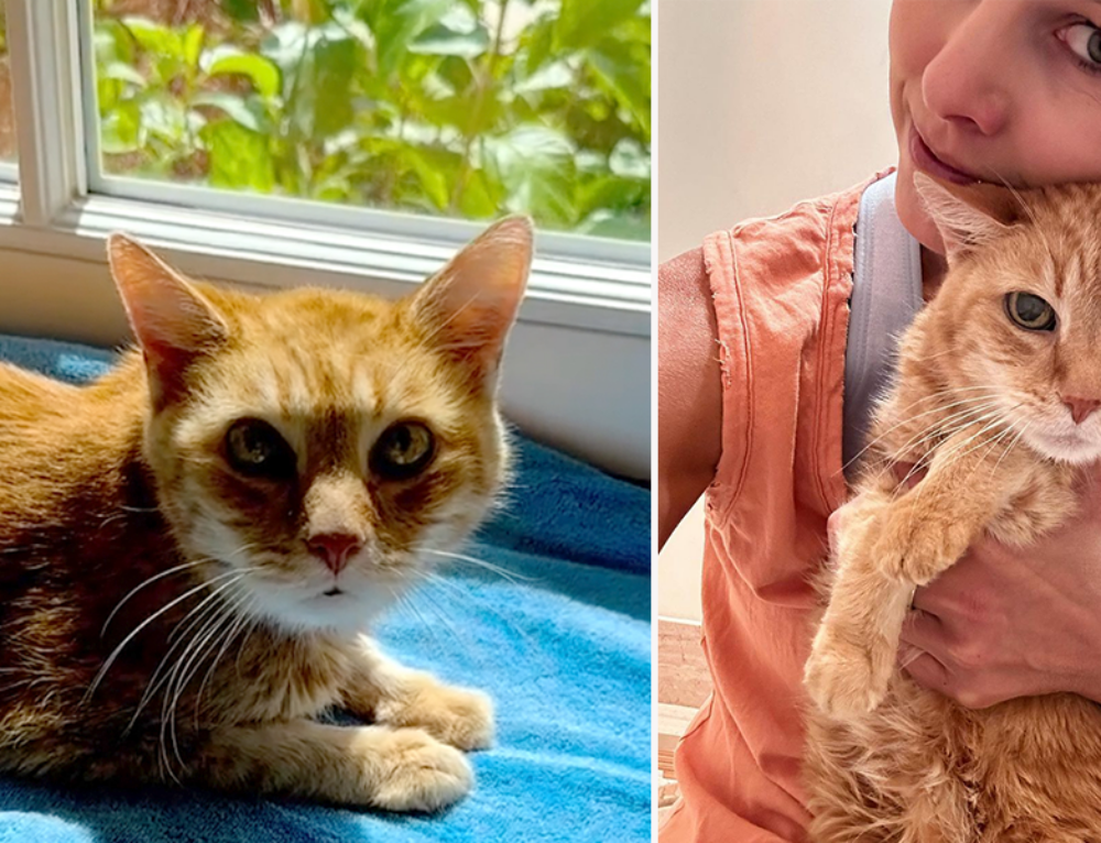 How To Mend Your Heart After The Death Of A Beloved Cat - Cole & Marmalade